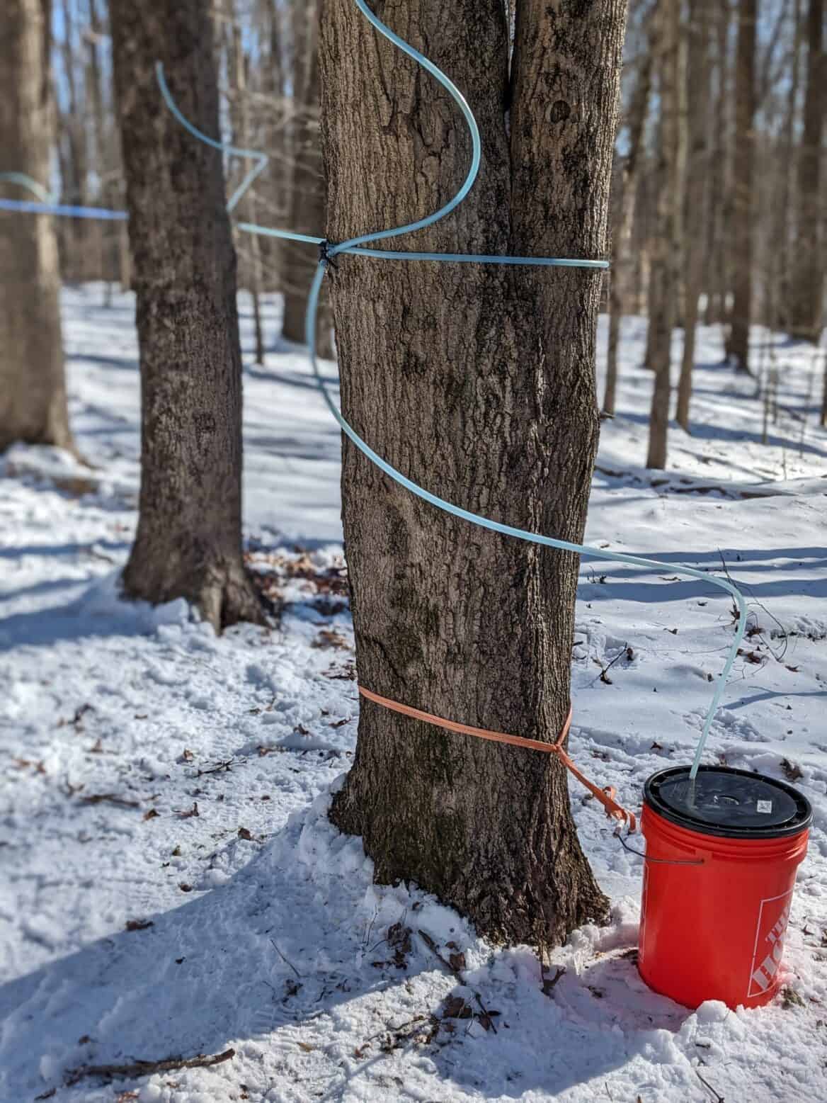 Maple Sugaring at Schiff Nature Preserve