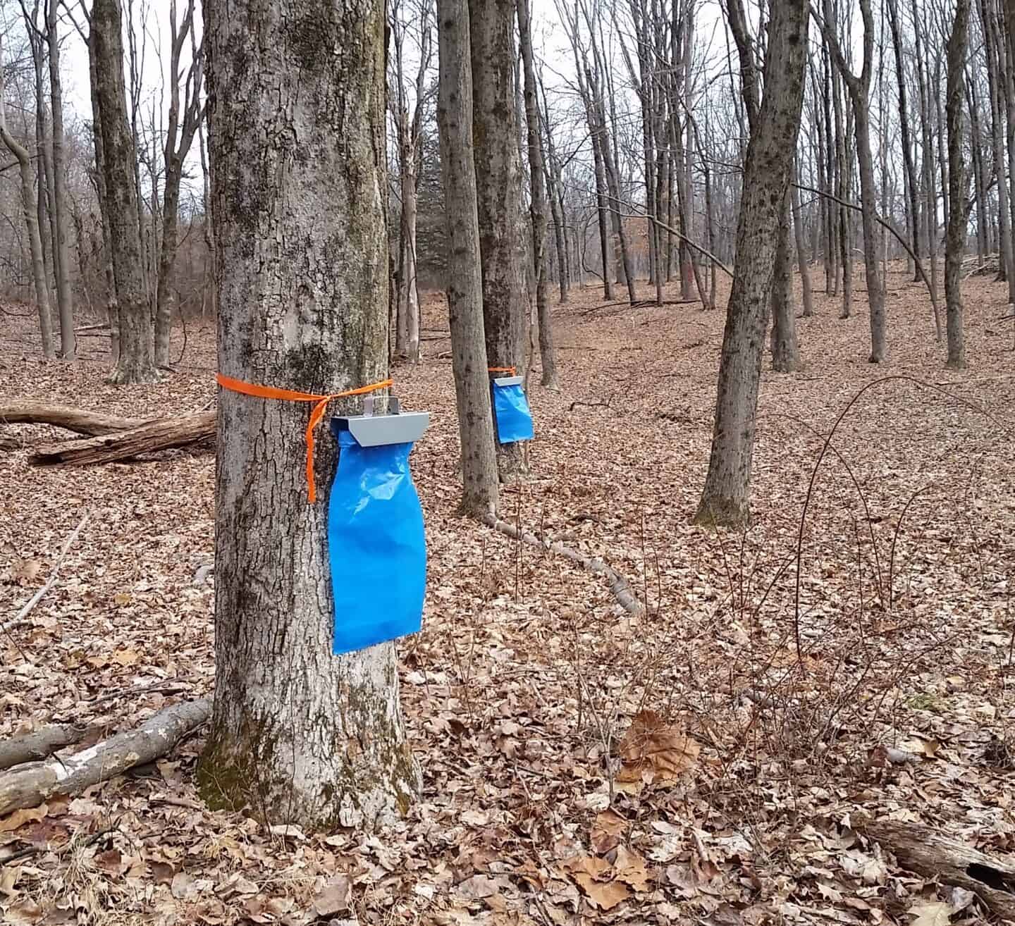 Maple Sugaring at Schiff Nature Preserve